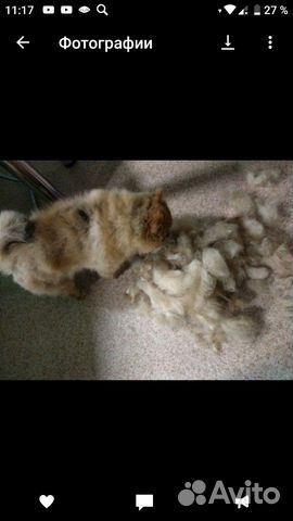 Шерсть собаки