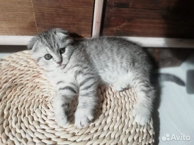 Котята Шотланцы