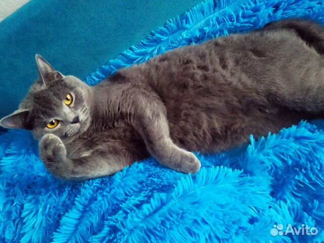 Отдаю замечательного котика