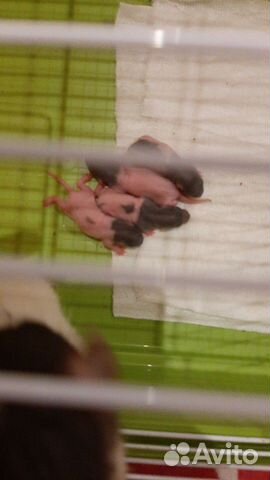 Декоротивнуе крысята (новорожденые)