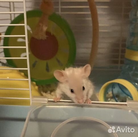 Сатиновые мышата