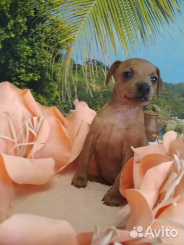 Миниатюрный пинчер. Питомник " Шибюрле"