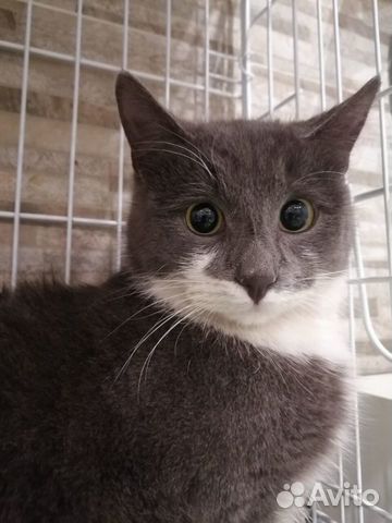 Котенок в добрые руки