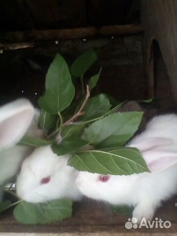 Крольчата Белый Великан