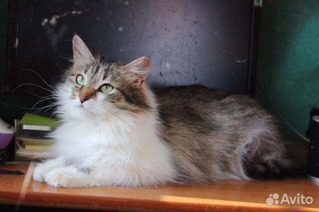 Фисташка - кошечка из приюта