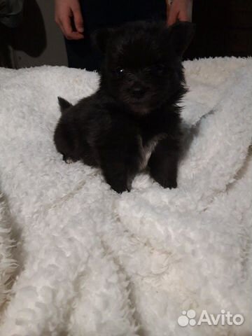 Померанский шпиц