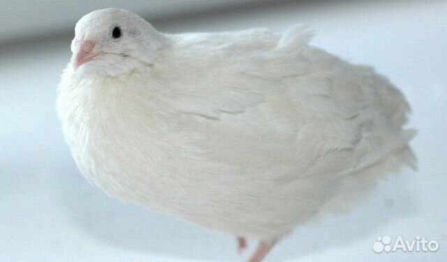 Мои перепела