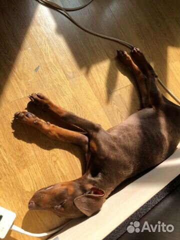 Щенок добермана