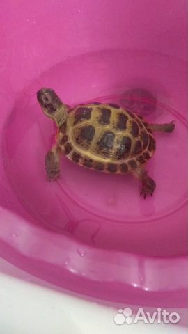 Черепаха сухопутная