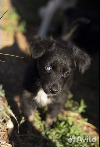 Ищет дом щенок мелкой Собачки Мальвина