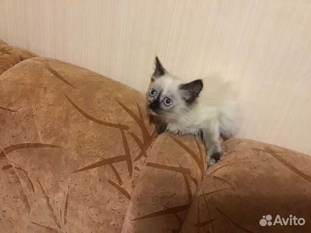 Котёнок по имени Карамелька