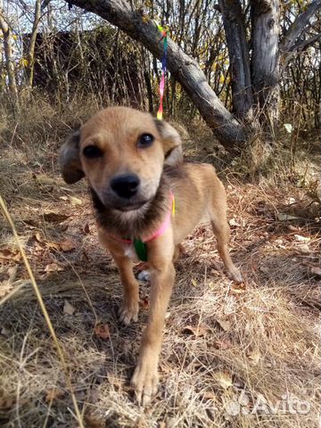 Ищет дом щенок мелкой Собачки Прада