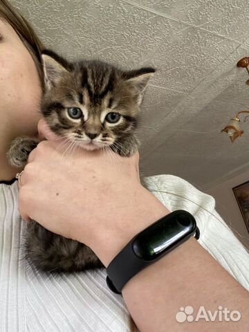 Продам котенка