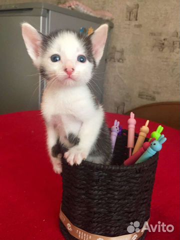 Котенок девочка Мышка 1.5 мес