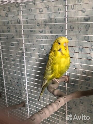 Попугай получех