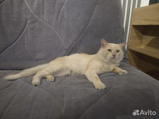 Крутой котяра