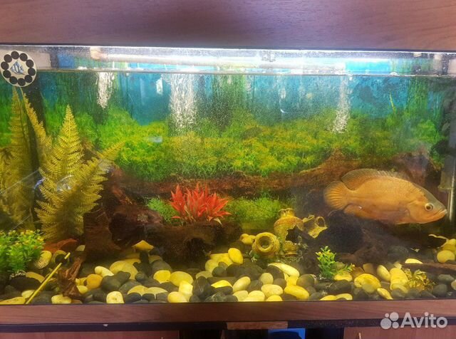 Аквариум с рыбой