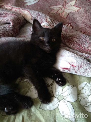 Котёнок