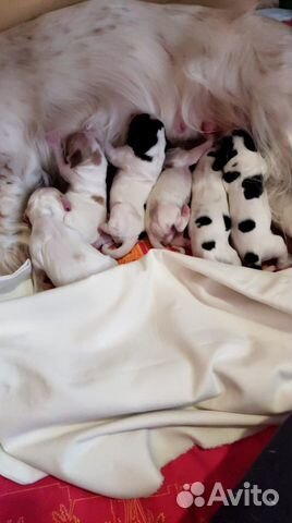 Русский охотничий спаниель