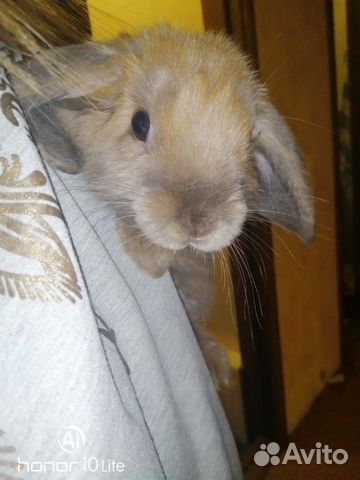 Декаротивный кролик