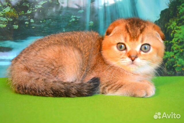 Супер Премиум Котята Золотые Шиншиллята