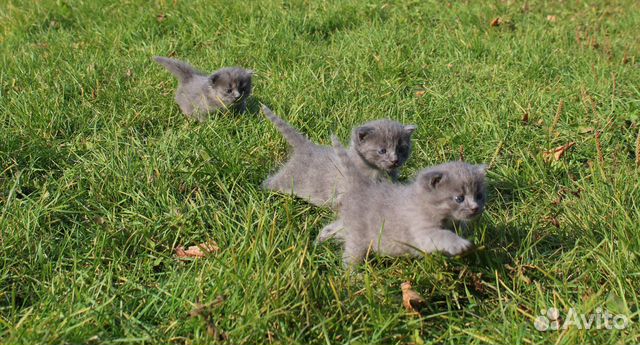Котята от ловчей кошки (два мальчика и девочка)