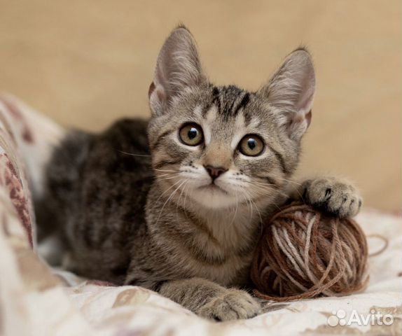 Полосатая прелестная малышка котёнок Малинка 3,5 м