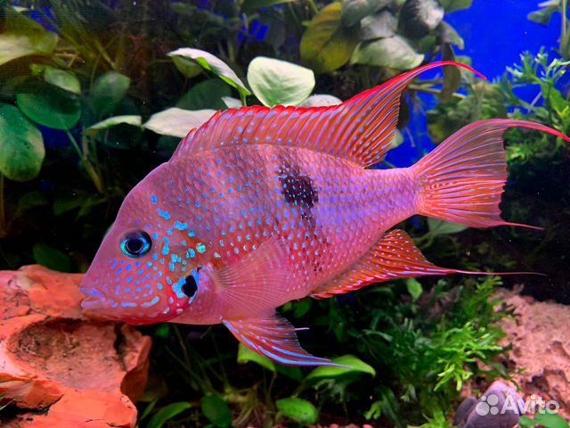 Эффектная аквариумная рыбка цихлозома элиота 17см
