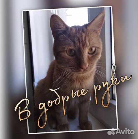 Мандаринчик в поисках семьи