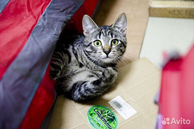 Котята в надежные руки