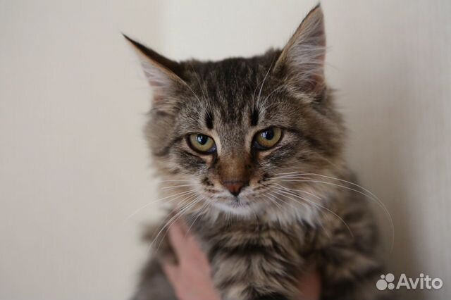 Котенок девочка в добрый дом