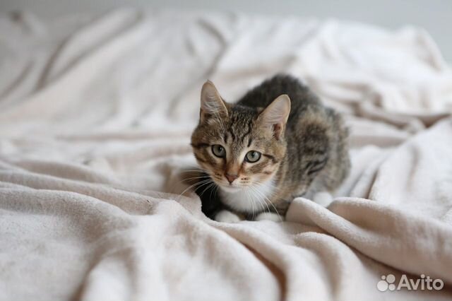 Нежный Лукаша в добрые руки