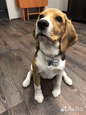 Продам бигля