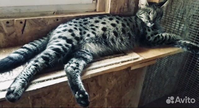 Саванна Ф1 мальчик