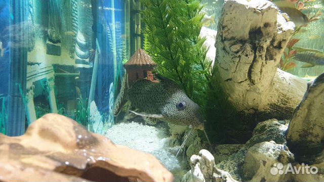 Синодонтис