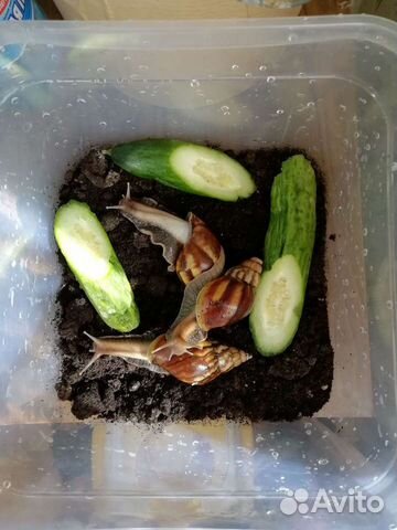 Ахатина- улитка сухопутная