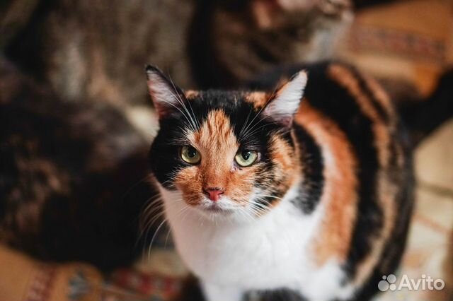 Кошка Стася