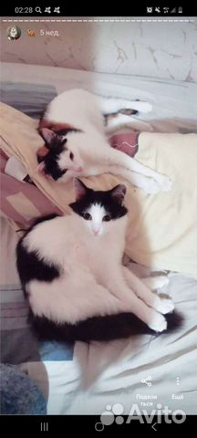 Кошки