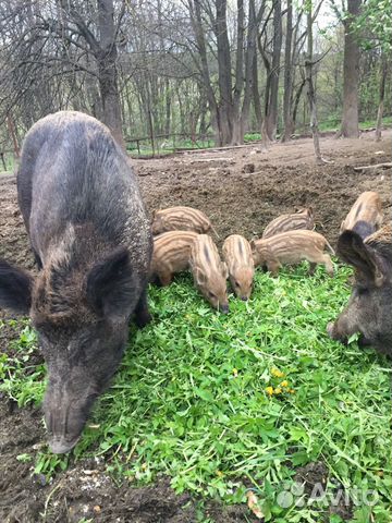 Дикая свинья на мясо