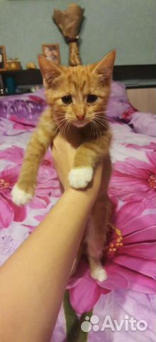 Котята