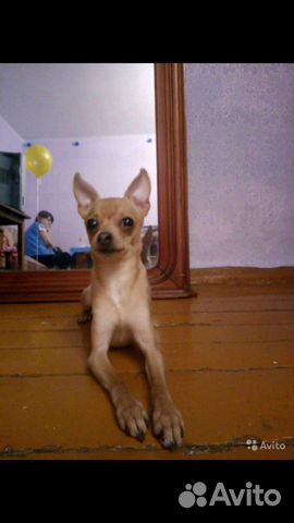 Той-тертер мини,на вязку