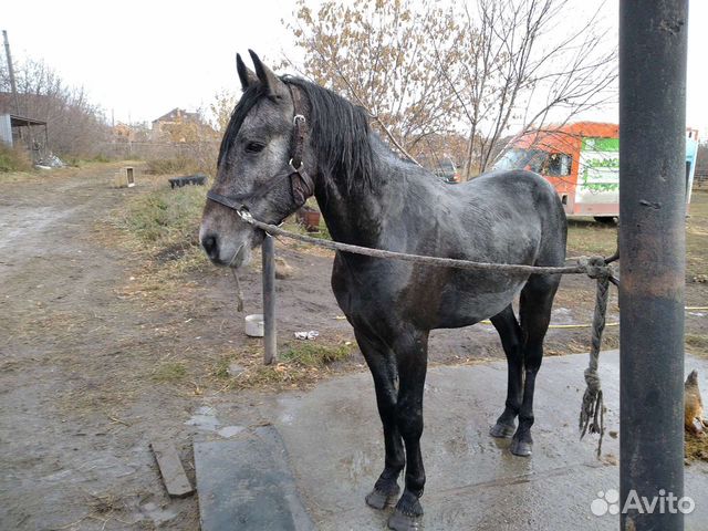 Продам коня, конь породистый "Орловец"