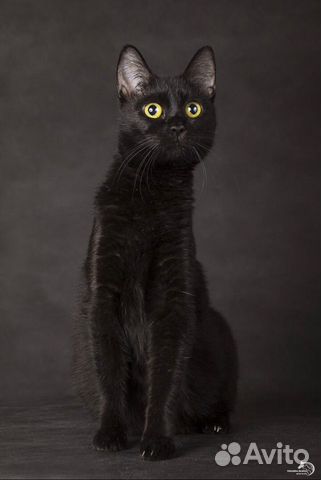 Изящная Нора ищет дом