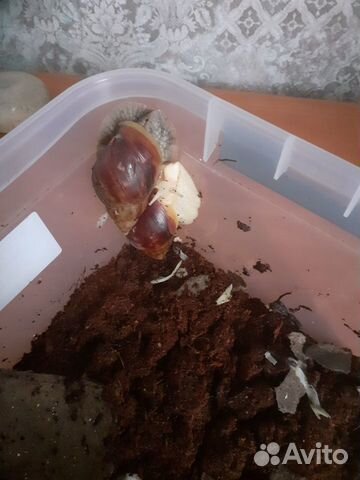 Улитки ахатины 4 штуки бесплатно