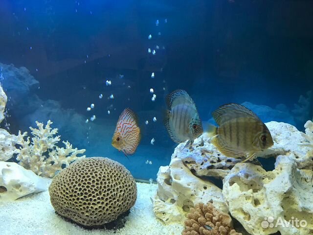 Аквариум