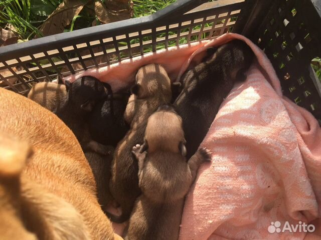 Щенки чихуахуа + мопс