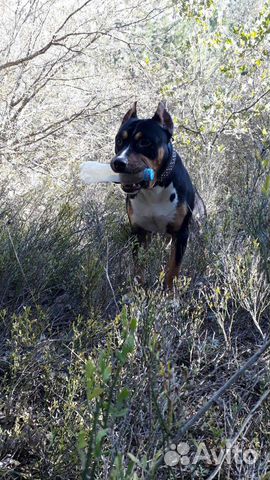 Стафорширский терьер