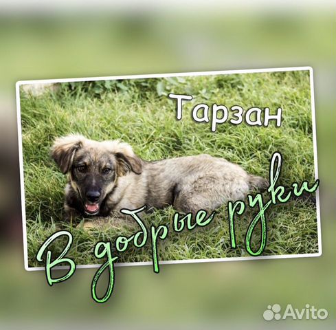 Тарзан в поисках дома