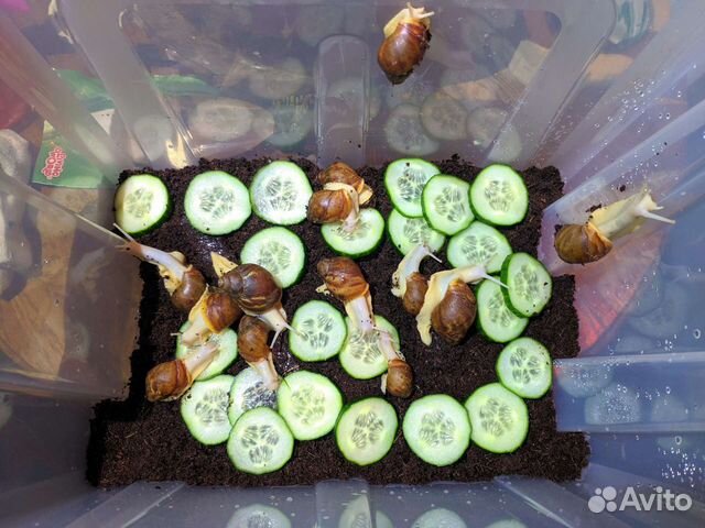 Улитка архахатина бенин