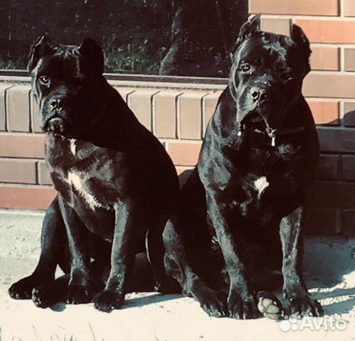 Кане Корсо девочка для вязки